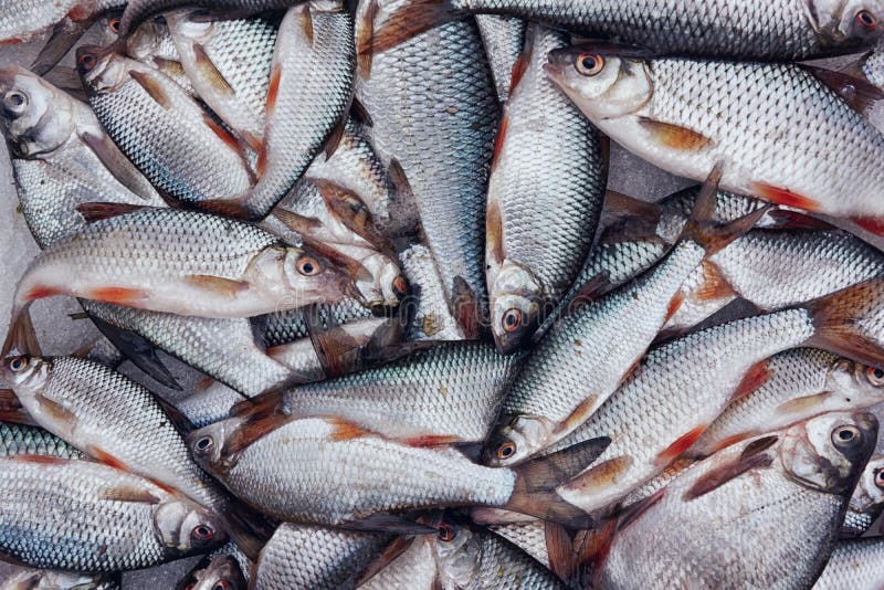 A Lot of Small Fish, Close-up Stock Photo - Image of animals, pile ...