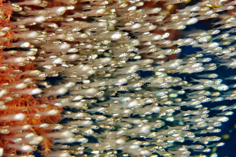 A Lot of Small Fish Under Water Stock Photo - Image of pacific, nuweiba ...