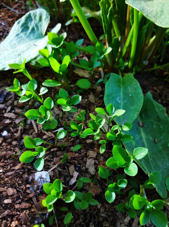 A Lot of Small Green Two-leafed Grass with the Sun and a Tree Stock ...