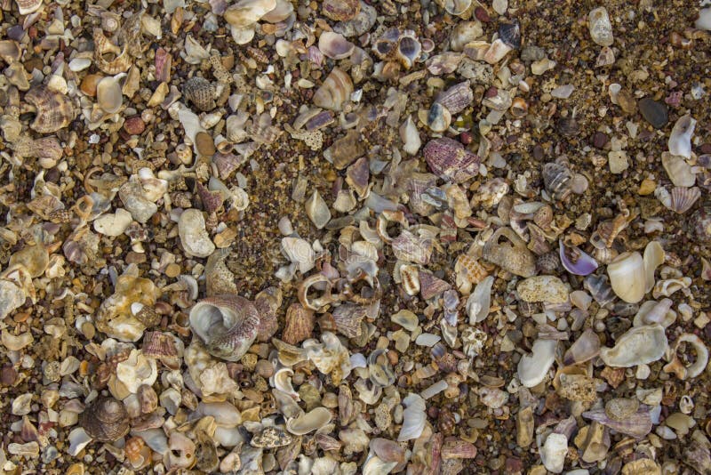 Lot of Small Sea Shells of Different Shapes, Colors and Sizes, Top View ...