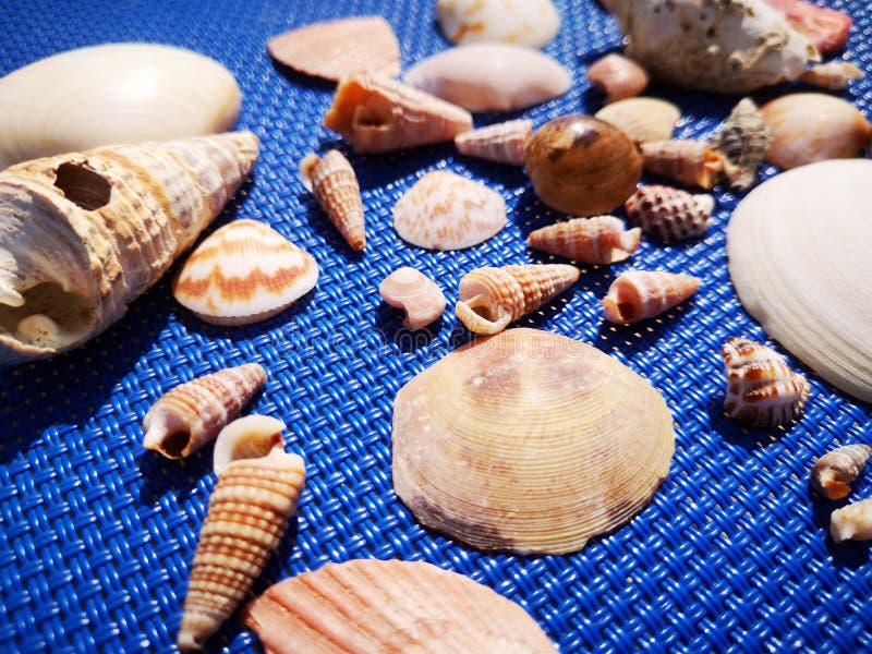 A Lot of Small Shells are Laid Out on a Blue Background. Stock Photo ...