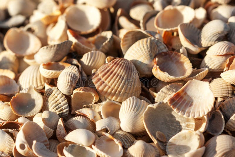 A Lot Of Small Sea Shells On The Sea Shore. Stock Photo - Image of ...