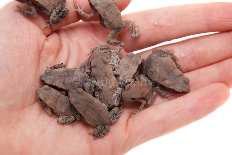 A Lot of Small Smooth-sided Toads, Isolated on White Stock Image ...