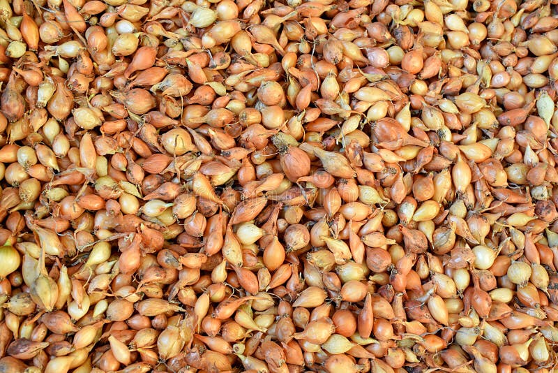 A Lot of Small Yellow Onions, Top View Stock Image - Image of gardening ...