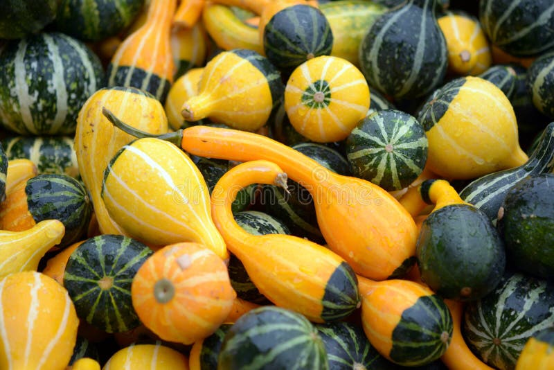Gourd pumpkins stock image. Image of sunny, yellow, season - 34922559