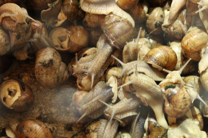 A Lot of Snails in a General Plan, Top View. Growing Snail Delicacies ...