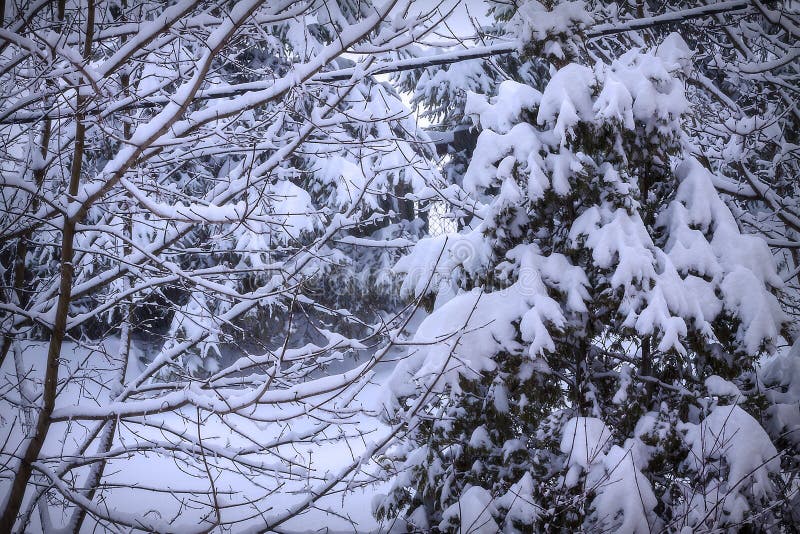 A Lot of Snow on the Bushes and Trees Stock Photo - Image of natural ...