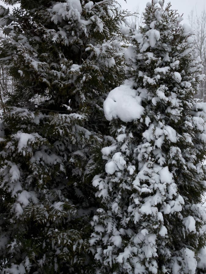 A Lot of Snow on these Trees Stock Image - Image of hoarfrost, tree ...