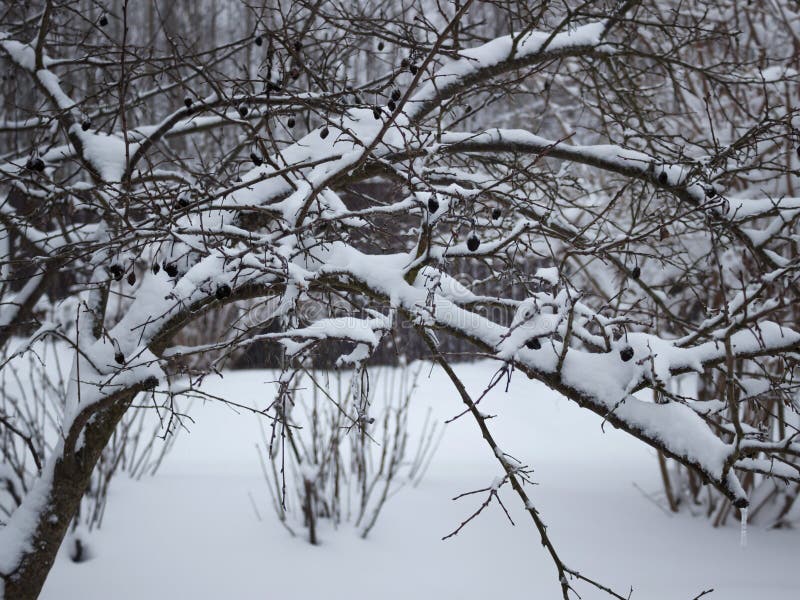 A Lot of Snow on these Trees Stock Image - Image of snowfall, cold ...