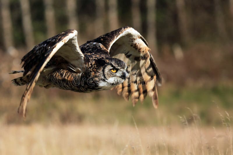 Lot sowa wielka rogata zdjęcie stock. Obraz złożonej z natura - 16978462