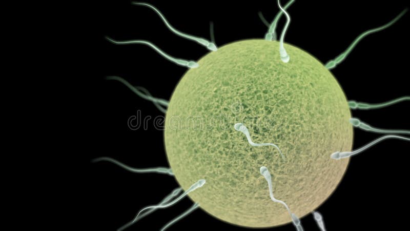Real Sperm And Egg Fertilization Video