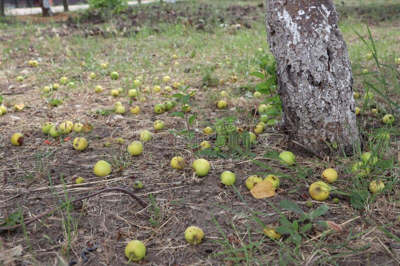 A Lot of Spoiled Worm Apples are Lying Under an Apple Tree on the ...