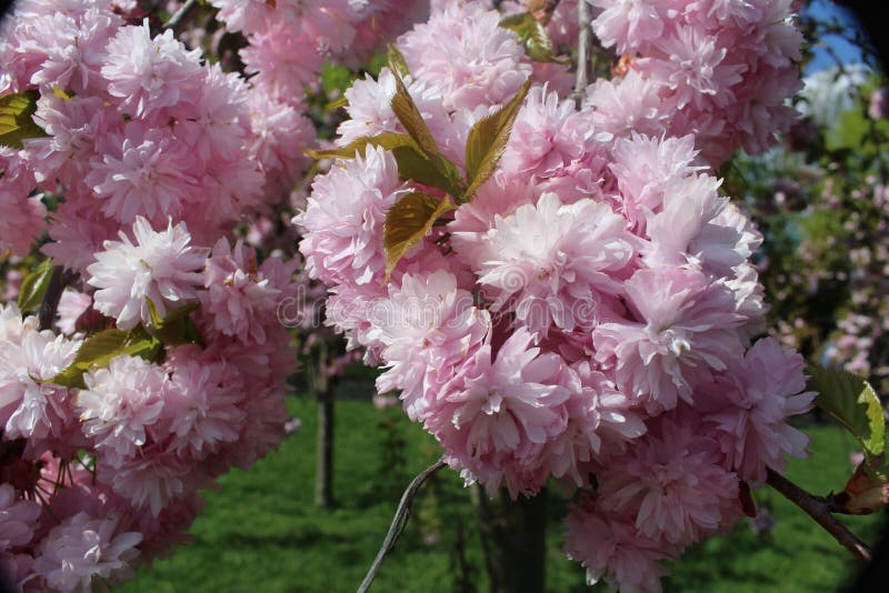 Pink Flowers on the Tree in the Park Stock Image - Image of spring ...