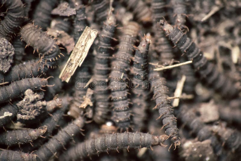 Earthworm Decomposition Stock Photos - Free & Royalty-Free Stock Photos ...