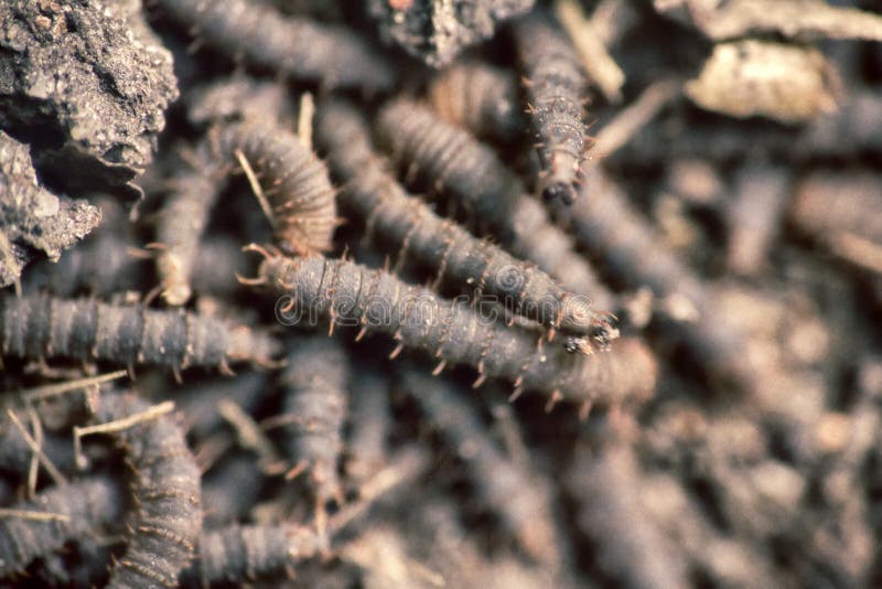 Earthworm Decomposition Stock Photos - Free & Royalty-Free Stock Photos ...