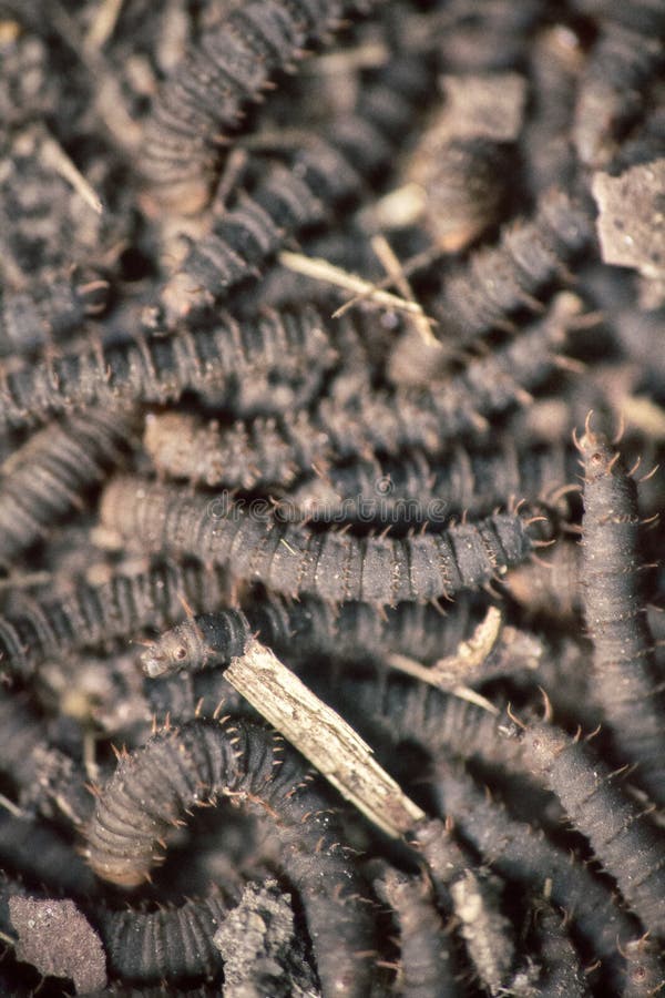 Earthworm Decomposition Stock Photos - Free & Royalty-Free Stock Photos ...