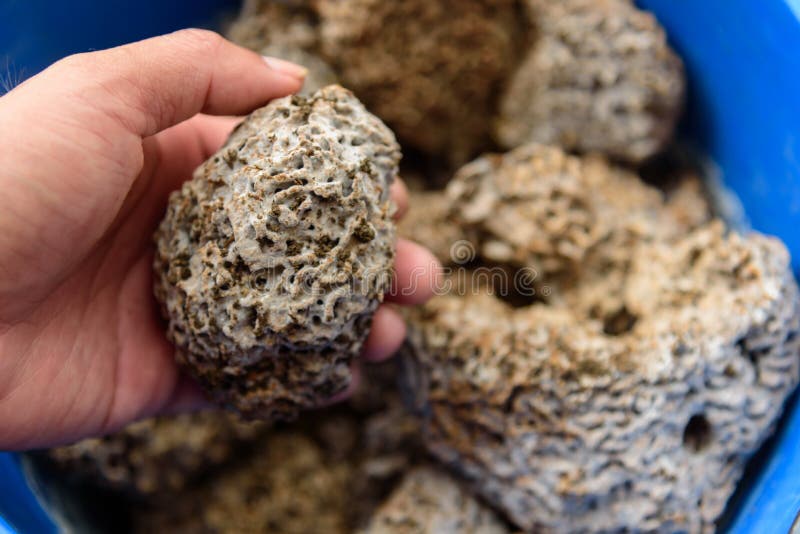 A lot of Termite nest stock photo. Image of macro, termite - 198697328