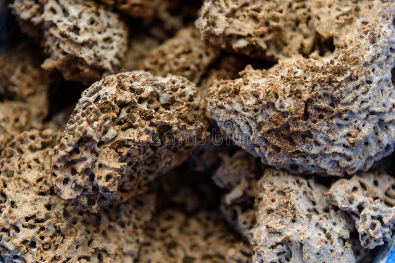 A lot of Termite nest stock photo. Image of lumber, subterranean ...