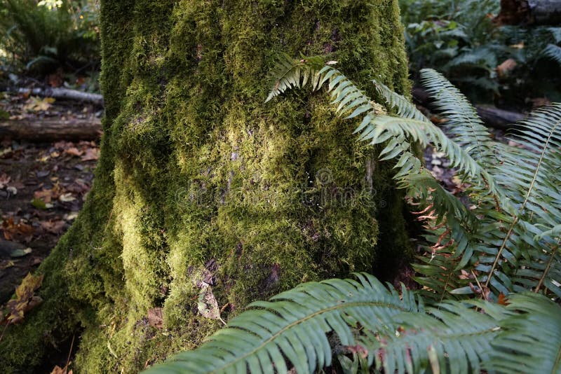 Mold on big tree thick stock image. Image of tree, forest - 199966041