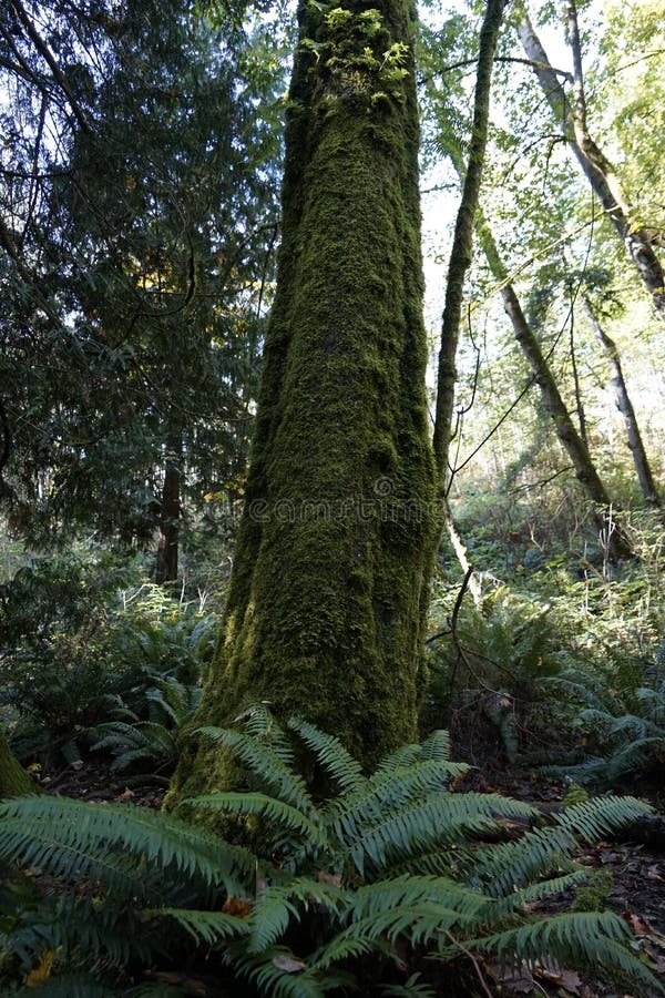 Mold on big tree thick stock photo. Image of trees, forest - 199966080
