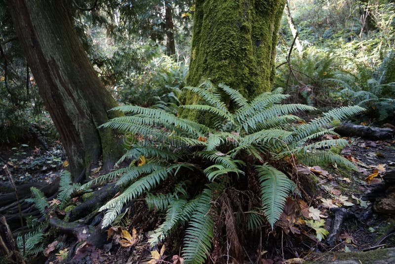 Mold on big tree thick stock photo. Image of molds, mold - 199966112