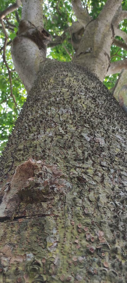 A Lot of Thorny Tree Trunks in the Forest Stock Photo - Image of trunks ...