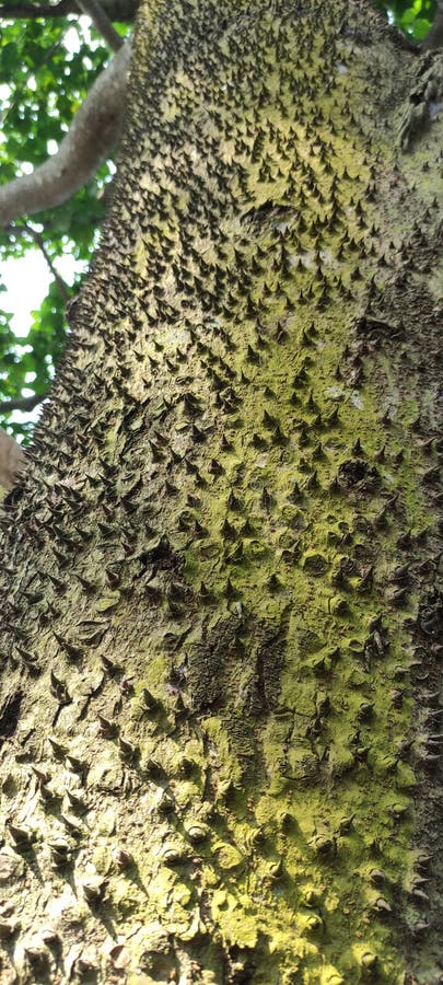 A Lot of Thorny Tree Trunks in the Forest Stock Photo - Image of herb ...