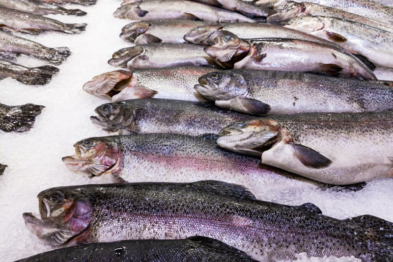 A Lot of Trout Fish Lies on a Counter Stock Image - Image of market ...