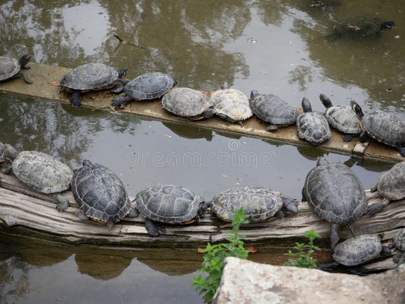 Lots Turtles Stock Photos - Free & Royalty-Free Stock Photos from ...