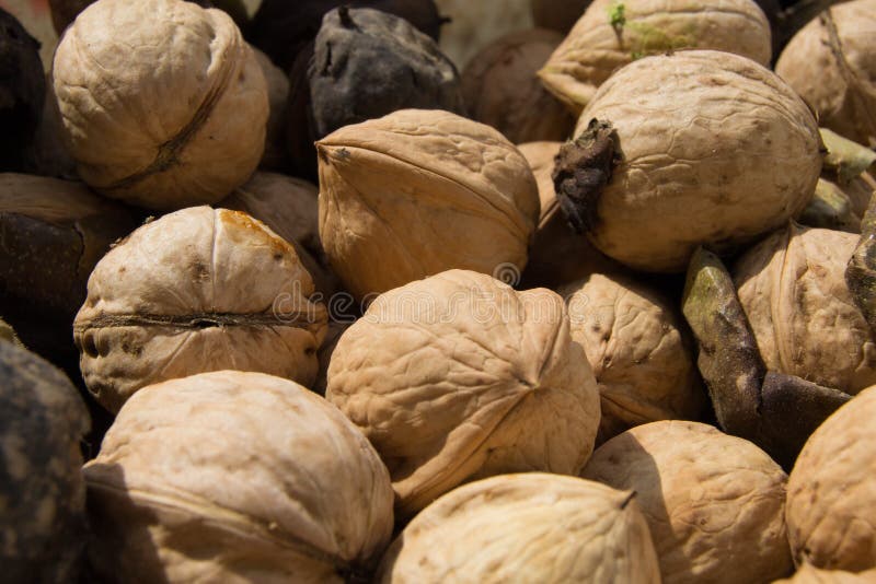 A lot of walnuts stock photo. Image of green, strbske - 59676030