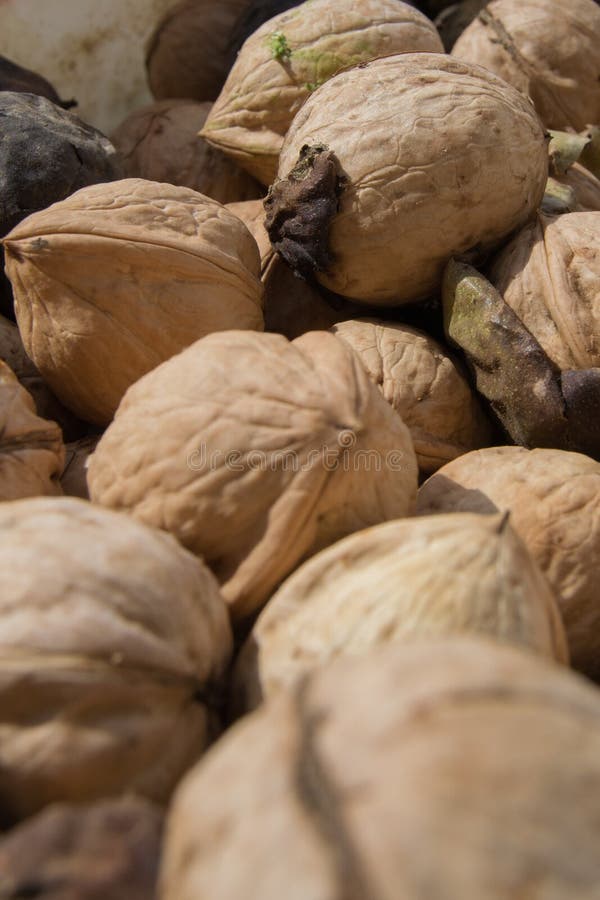 A lot of walnuts stock photo. Image of tatras, night - 59676054