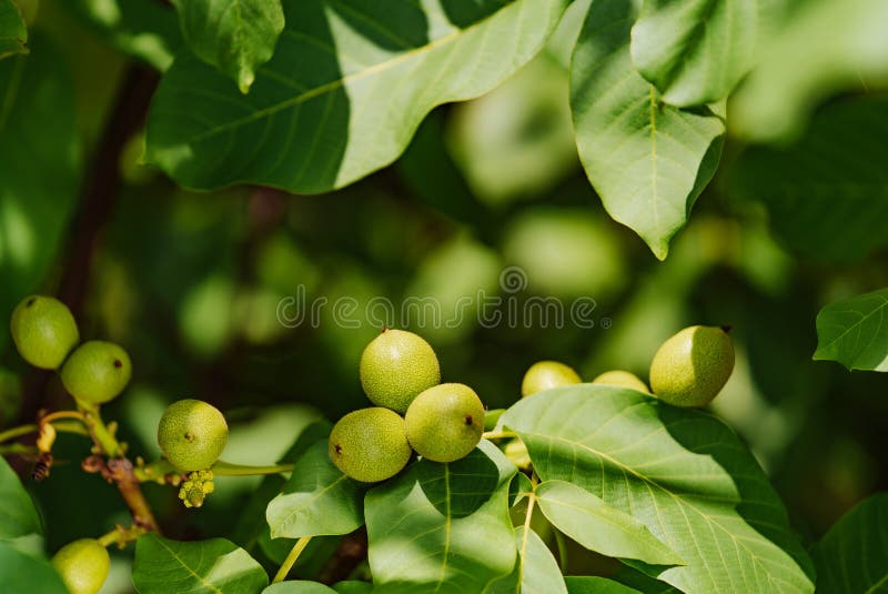 A Lot of Walnuts on the Tree at Sunset. Tree of Walnuts Stock Image ...