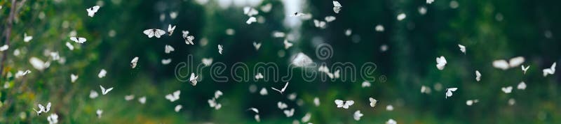 A Lot of White Cabbage Butterflies Fly at Sunny Summer Day Stock Image ...