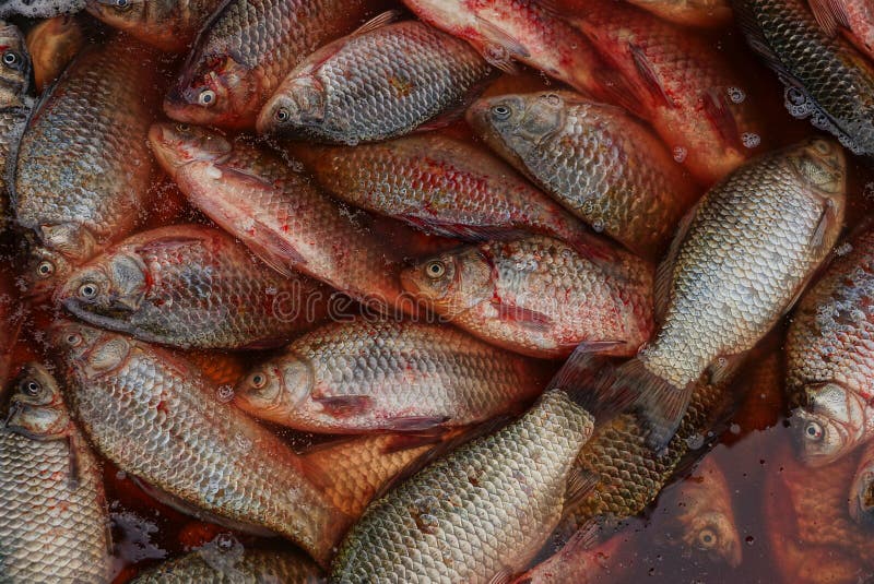 Dead Big White Fish in Red Water Stock Image - Image of fresh, texture ...