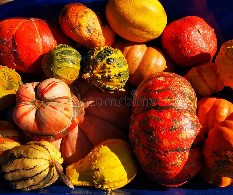 Winter Squash Background in the Sunlight Stock Image - Image of ...