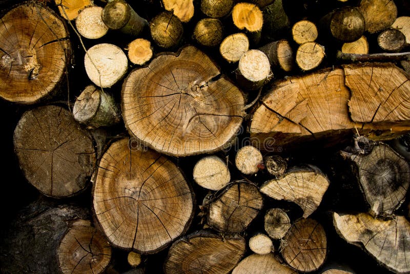 A Lot of Wood in the Garden Stock Photo - Image of stump, tree: 72079172
