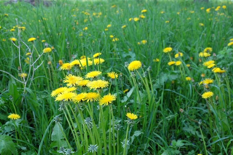 Lot of Yellow Dandelion Flowers in Green Grass Stock Image - Image of ...
