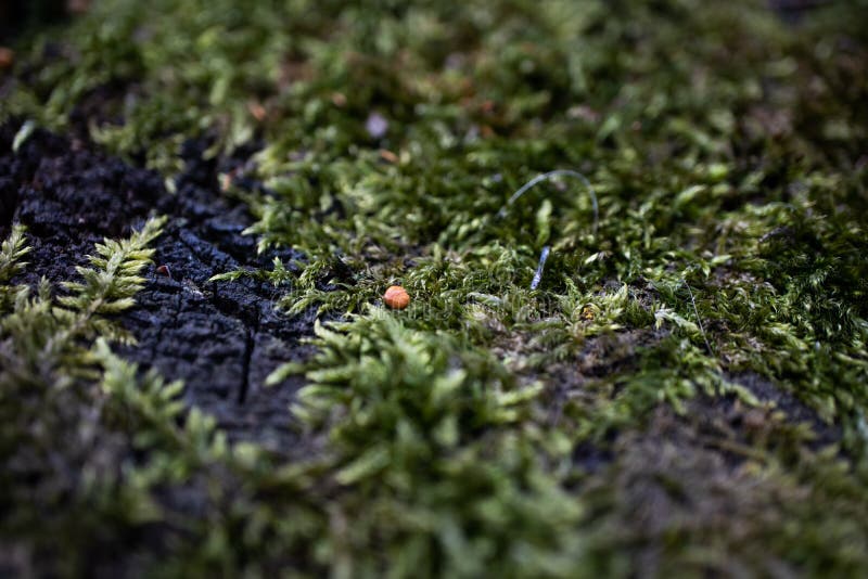 Tree Fungi. Yellow Mold on the Tree Bark. Texture. Stock Photo - Image ...