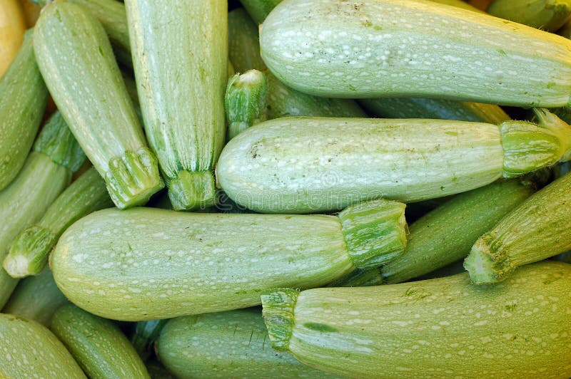 A lot of zucchini stock image. Image of sunny, courgette - 30186559