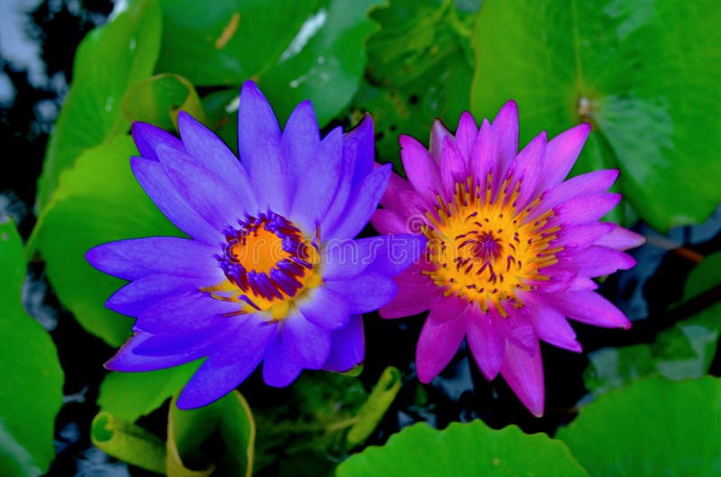 Lotas stock photo. Image of flower, pink, pruple, nature - 80198228