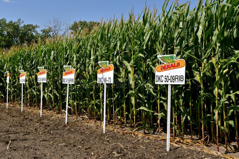 Lotes do milho de semente fotografia editorial. Imagem de comercial ...