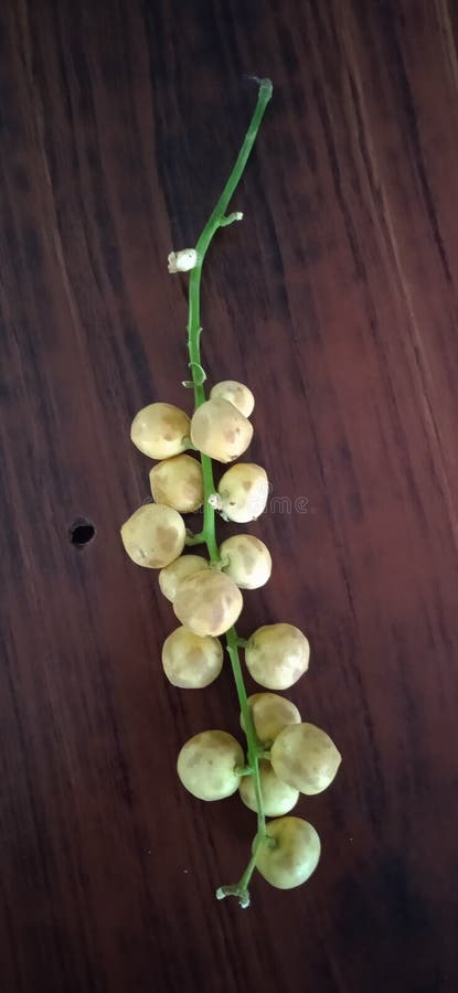 Lotka stock image. Image of food, leaf, plant, flower - 278711631