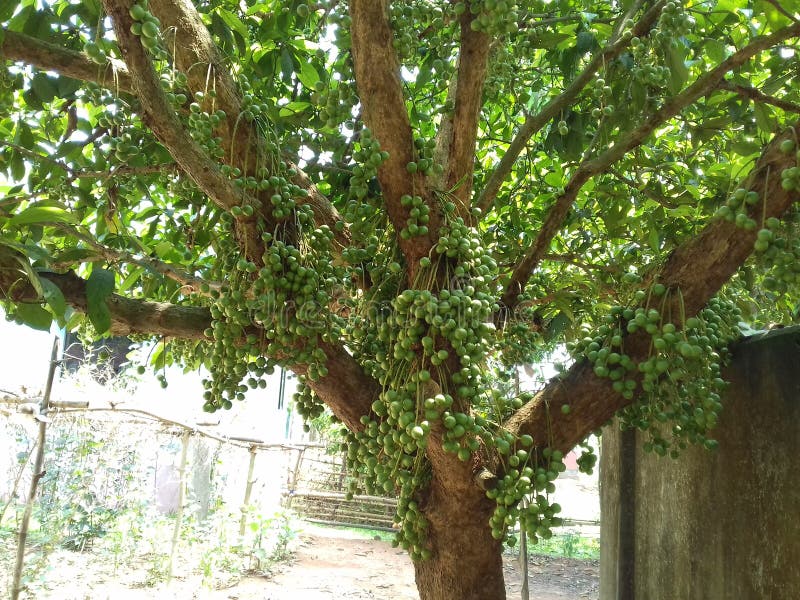 Lotkon stock image. Image of fruit, amazing, nice, great - 115349219