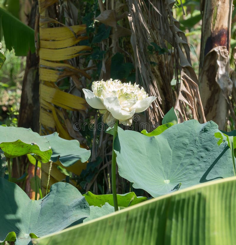 Loto immagine stock. Immagine di saputo, india, famiglia - 64103525