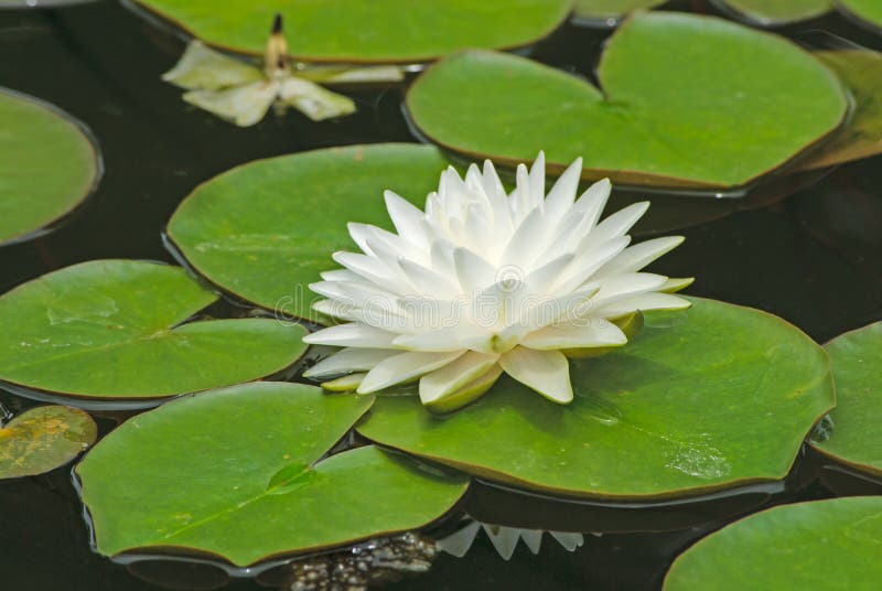 Loto Bianco O Ninfea Nello Stagno Fotografia Stock - Immagine di verde ...