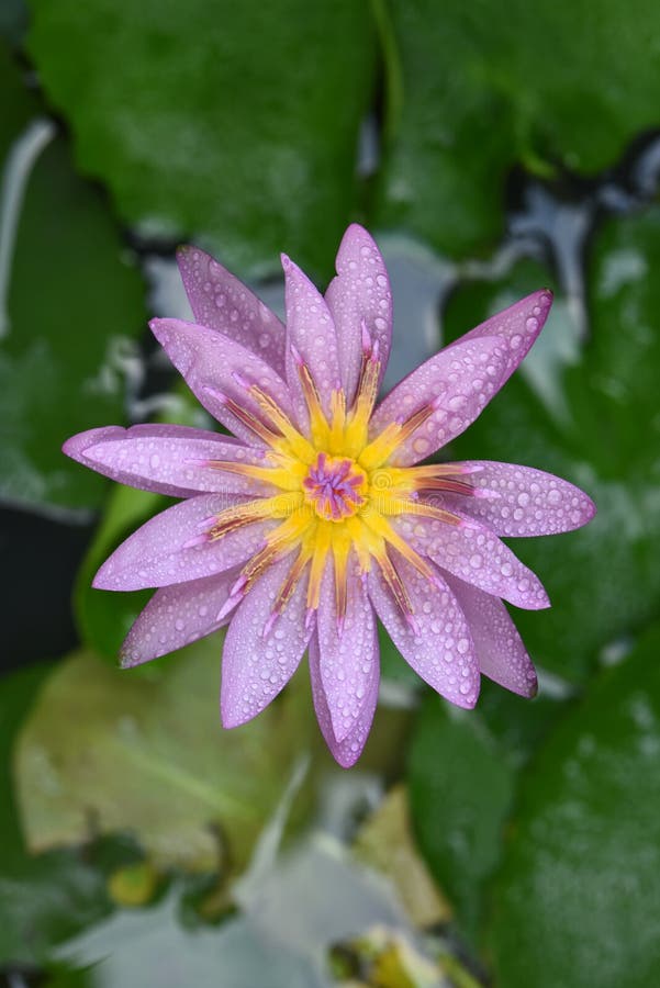 Loto Morado Con Gotas De Agua Cerradas Foto de archivo - Imagen de ...