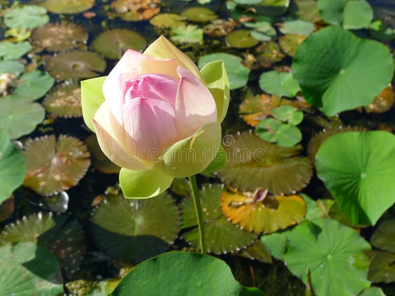 Loto/ninfea/stagno Di Lotus Rosa Immagine Stock - Immagine di estate ...