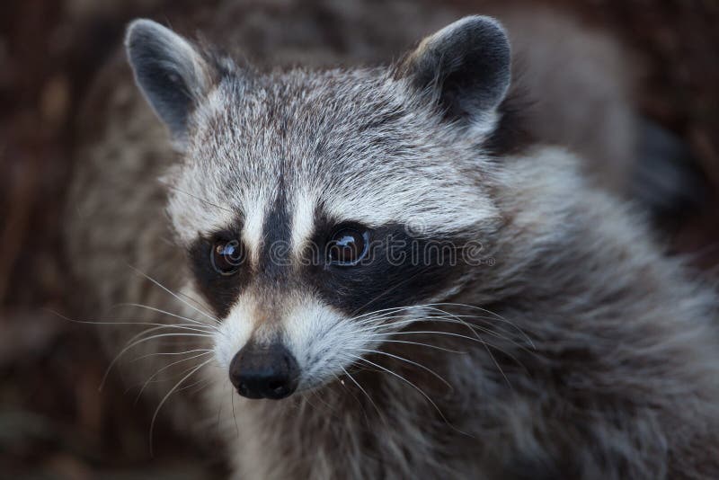 Lotor Del Procyon Del Procione Fotografia Stock - Immagine di nord ...