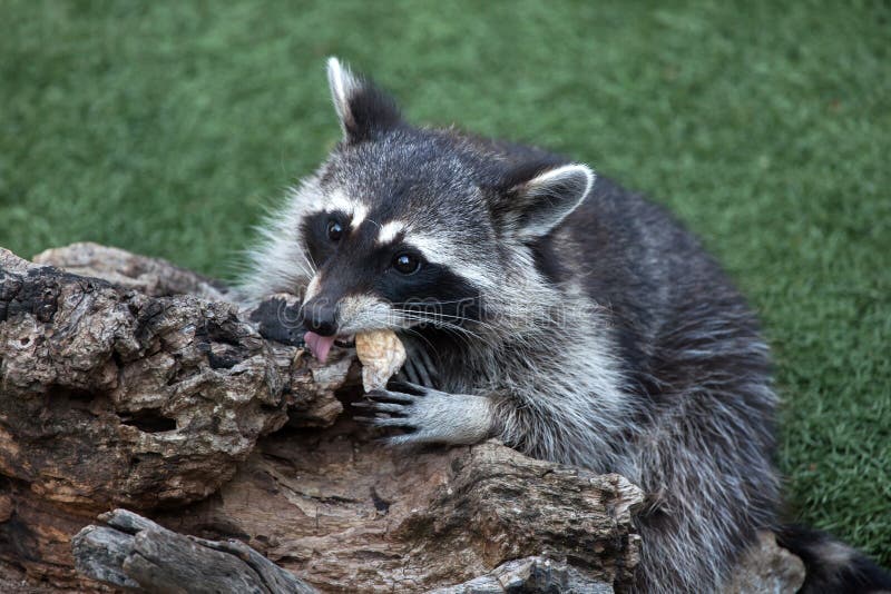 Lotor Del Procyon Del Procione Immagine Stock - Immagine di coon ...