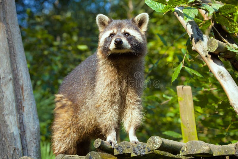 Lotor Del Procyon, Mapache Americano, Foto de archivo - Imagen de verde ...